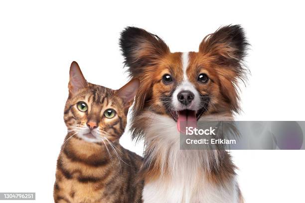 Anjing Dan Kucing Bersamasama Foto Stok - Unduh Gambar Sekarang ... Anjing Dan Kucing Bersamasama Foto Stok - Unduh Gambar Sekarang ...