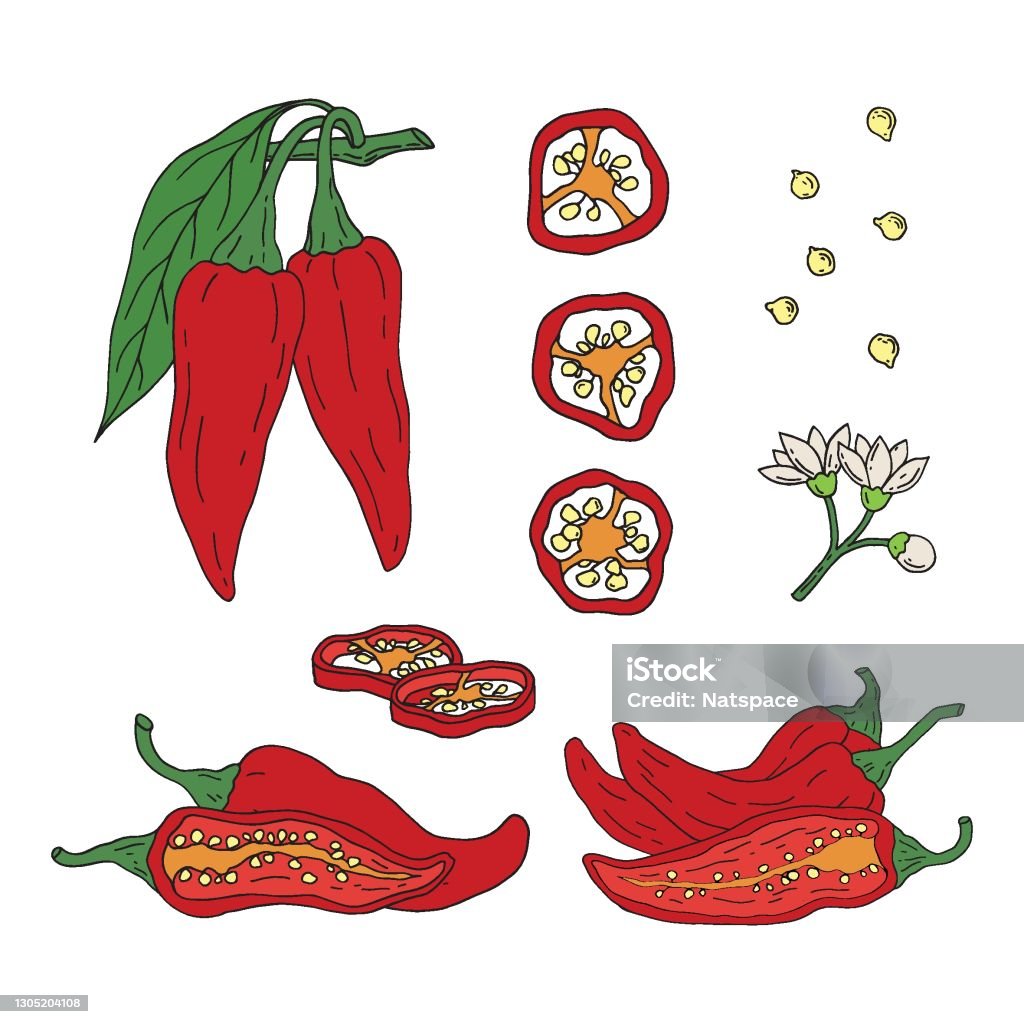 Ensemble Chili Pepper Épices Mexicaines Chaudes Croquis Dessiné À La ... Ensemble Chili Pepper Épices Mexicaines Chaudes Croquis Dessiné À La ...