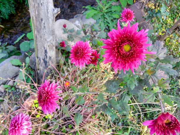 Gulabi Pictures | Download Free Images on Unsplash