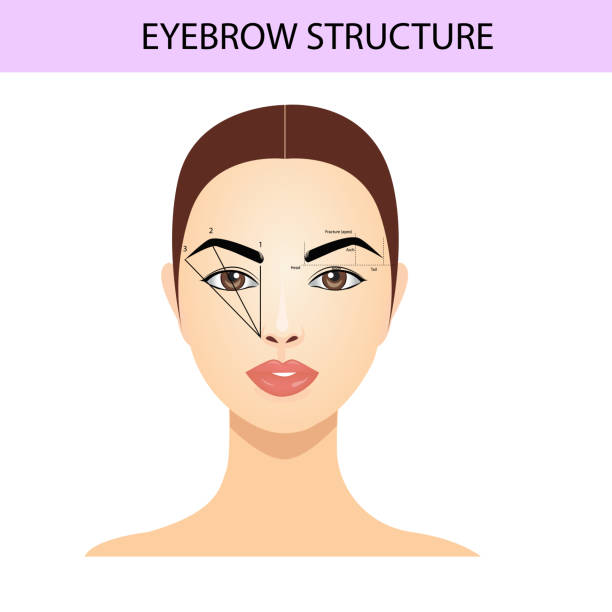 270+ Eyebrow Pluck Stock Illustrations, Royalty-Free Vector Graphics ... 270+ Eyebrow Pluck Stock Illustrations, Royalty-Free Vector Graphics ...