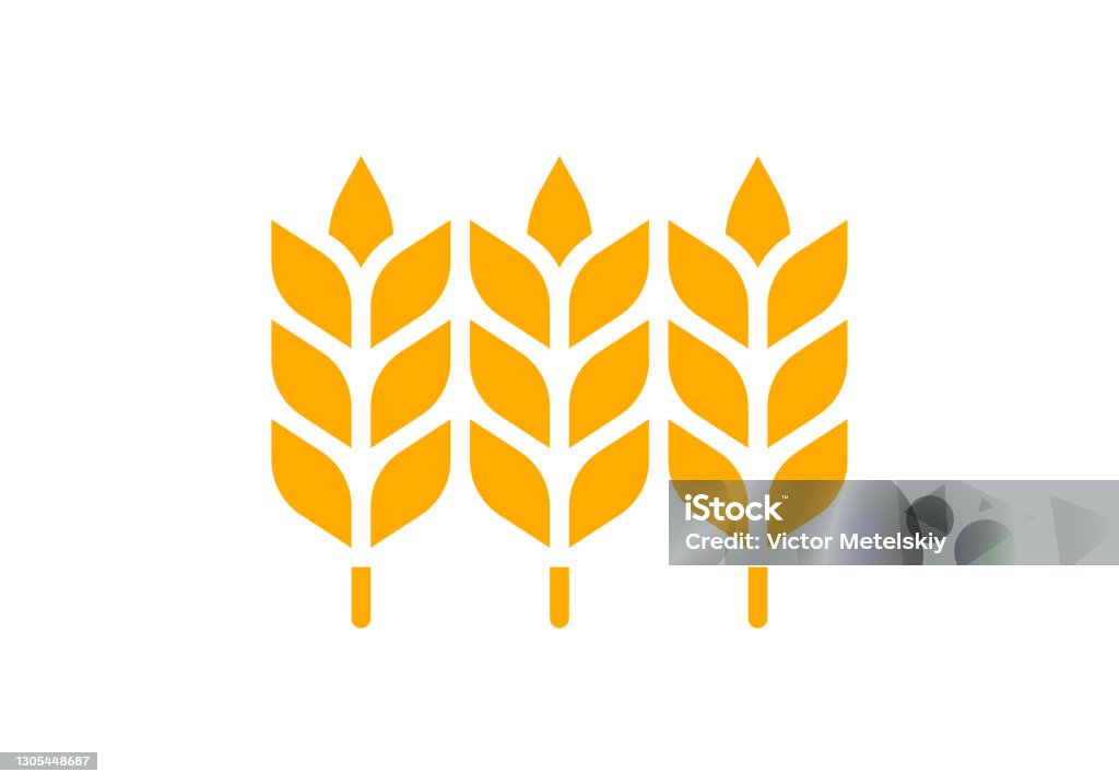 Icône De Blé Ou Dorge Symbole De Grain Illustration Vectorielle