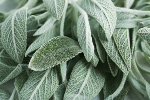 750+ Sage Pictures [HQ] | Download Free Images on Unsplash