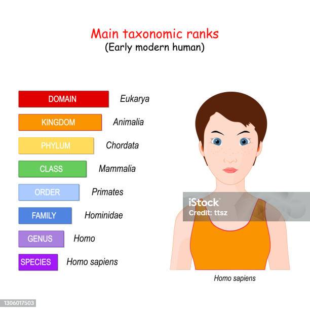 The Hierarchy Of Biological Classifications Major Taxonomic Ranks Stock ... The Hierarchy Of Biological Classifications Major Taxonomic Ranks Stock ...