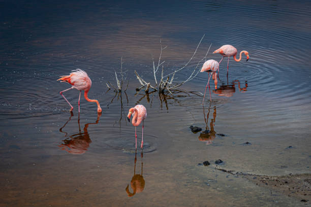 Flamant Rose Pictures | Download Free Images on Unsplash