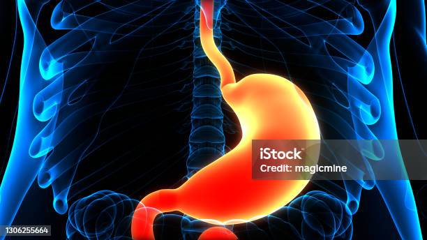 Photo Libre De Droit De Anatomie De Lestomac Du Système Digestif Humain