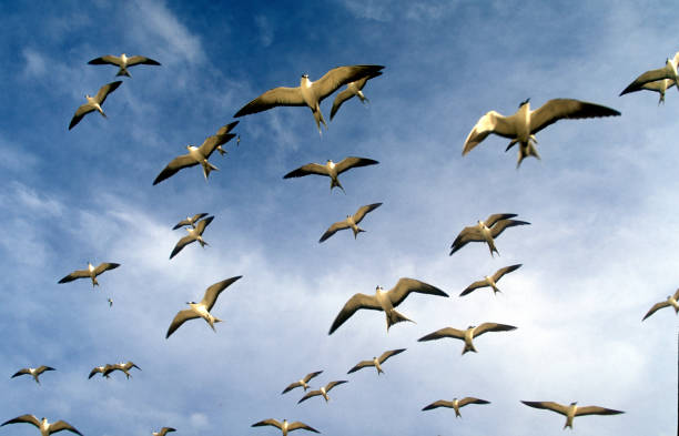100 Sooty Tern Foto Foto Stok Potret And Gambar Bebas Royalti Istock