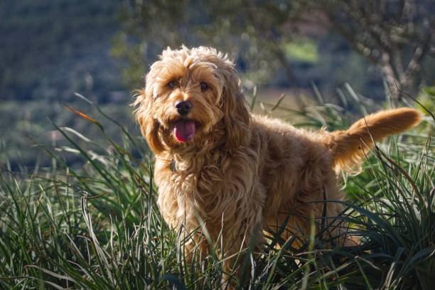 Cockapoo Pictures | Download Free Images on Unsplash