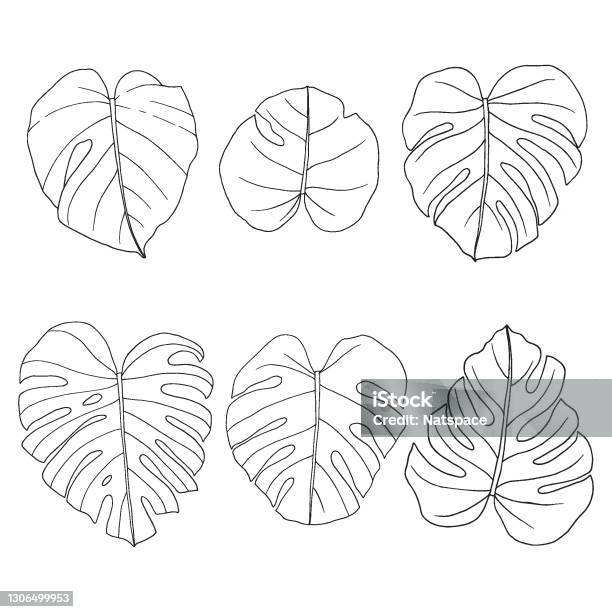 Monstera Blatt Handgezeichnete Tropische Pflanzen Im Skizzenstil ... Monstera Blatt Handgezeichnete Tropische Pflanzen Im Skizzenstil ...