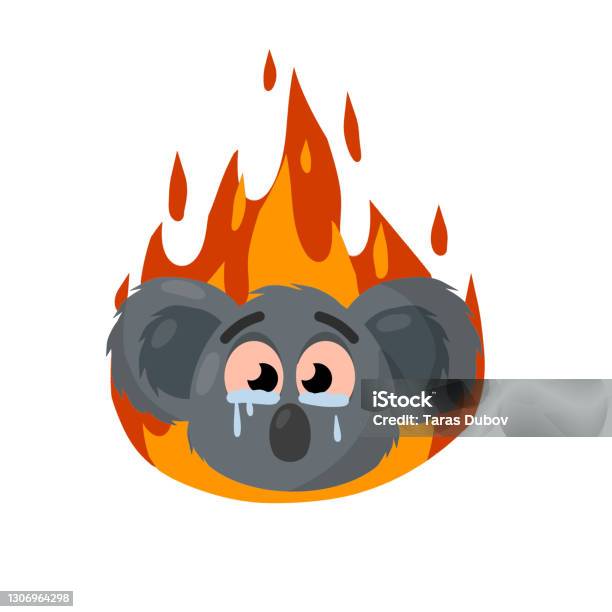 Koala Pleure Incendie En Australie Flamme Rouge Catastrophe Naturelle