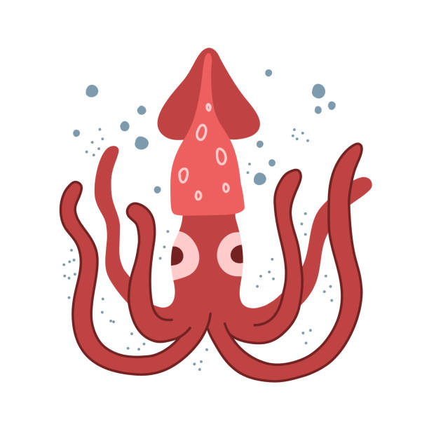 Squid Clipart