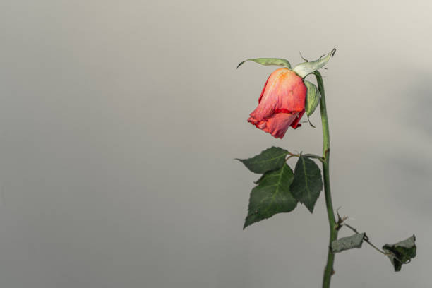 Wilted Rose Pictures | Download Free Images on Unsplash
