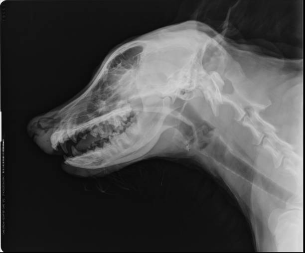 Cat X Ray. Thorax Radiograph of a Cat. Head and Neck X Ray Lateral View ...