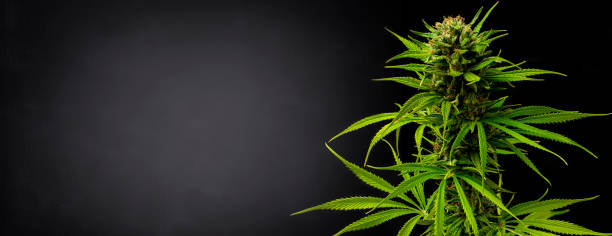 Cannabis Plant Wallpaper
