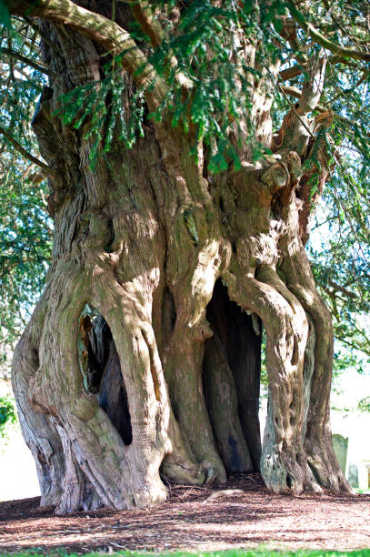 Yew Tree Pictures | Download Free Images on Unsplash