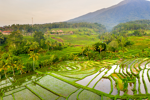 Bali Matahari Terbit Di Atas Sawah Jatiluwih Lihat Dari Atas Foto Stok ... Bali Matahari Terbit Di Atas Sawah Jatiluwih Lihat Dari Atas Foto Stok ...