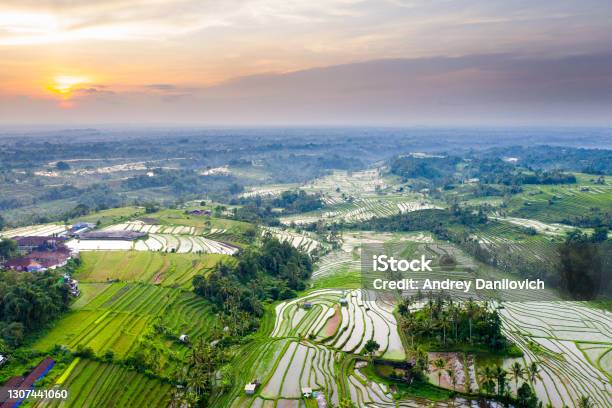 Bali Matahari Terbit Di Atas Sawah Jatiluwih Lihat Dari Atas Foto Stok ... Bali Matahari Terbit Di Atas Sawah Jatiluwih Lihat Dari Atas Foto Stok ...