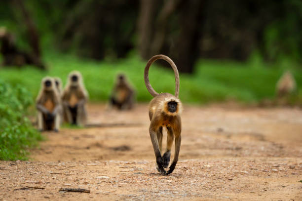 30k+ Langur Monkey Pictures | Download Free Images on Unsplash