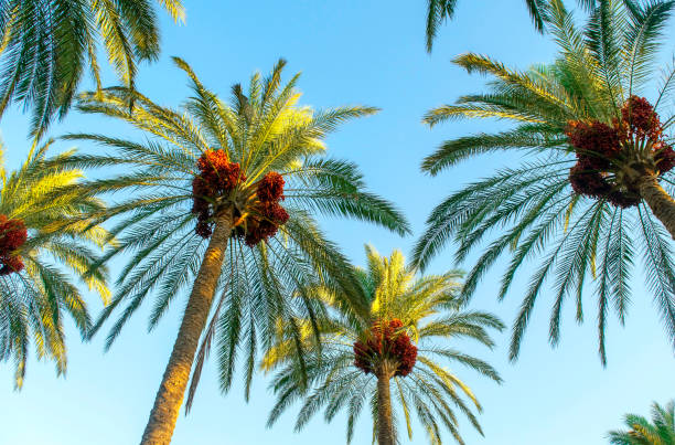 Dates Pictures | Download Free Images on Unsplash