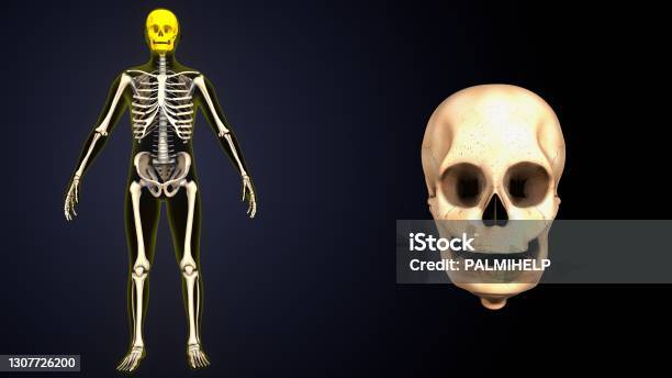 Ilustrasi 3d Kerangka Tubuh Manusia Lakilaki Warna Kuning Bagian Dalam ... Ilustrasi 3d Kerangka Tubuh Manusia Lakilaki Warna Kuning Bagian Dalam ...