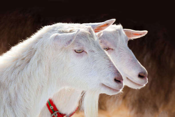 Free Stock Photo of Two Goats | Download Free Images and Free Illustrations