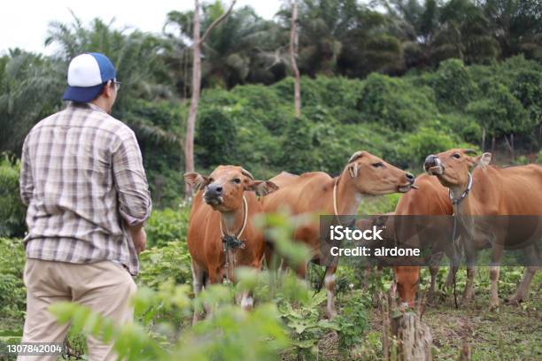 Peternak Lakilaki Memberi Makan Lembu Sapinya Di Lapangan Industri ... Peternak Lakilaki Memberi Makan Lembu Sapinya Di Lapangan Industri ...