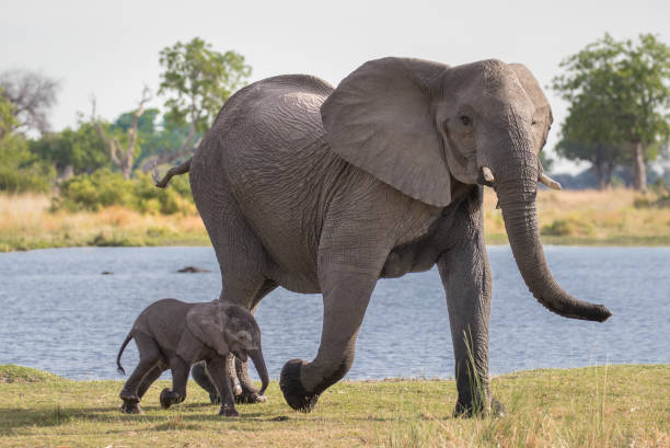1K+ Baby Elephant Pictures | Download Free Images on Unsplash