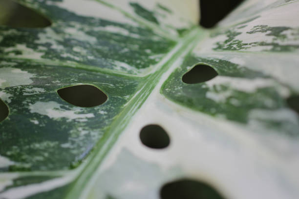 Monstera Variegata Pictures | Download Free Images on Unsplash