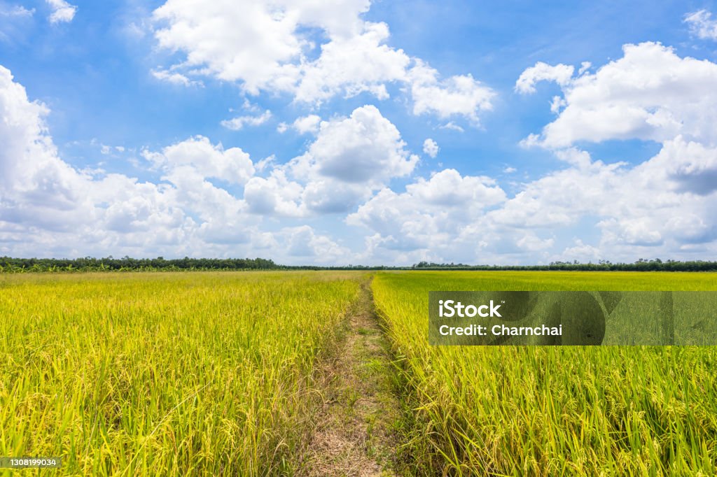 Sawah Hijau Dan Latar Belakang Langit Pada Waktu Matahari Terbenam