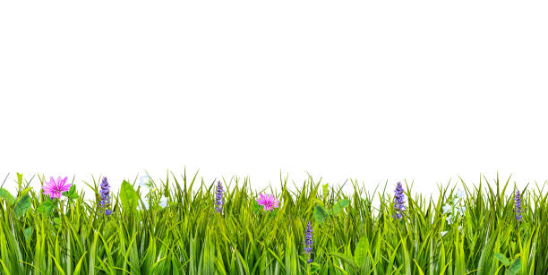 Free Stock Photo of Grass Flower Grass Flower | Download Free Images ...