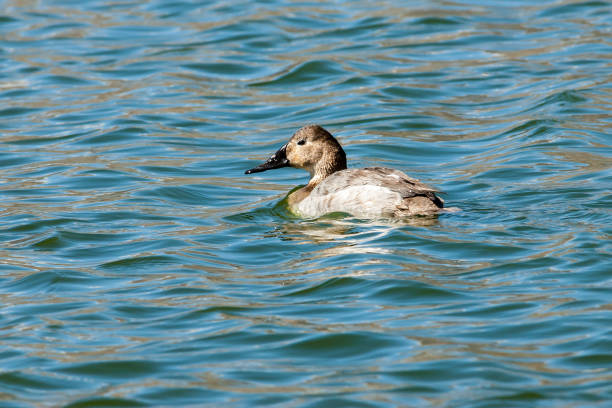 Free picture: canvasback, hen, duck