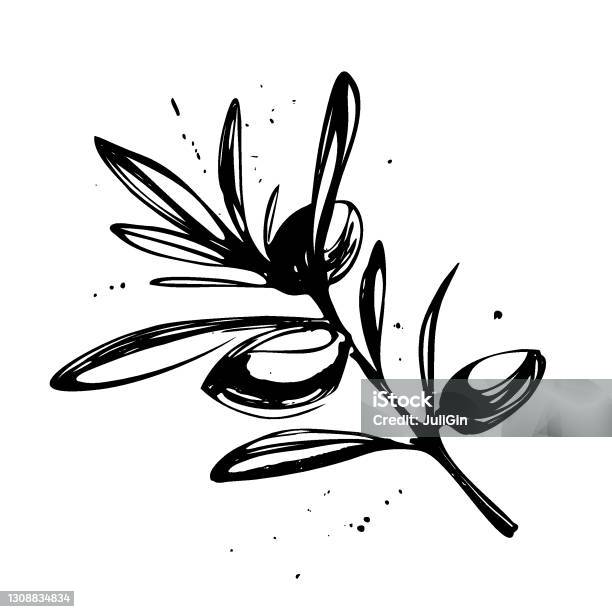 Branchement Dolivier Dessiné À Lencre Noire Isolé Sur Fond Blanc