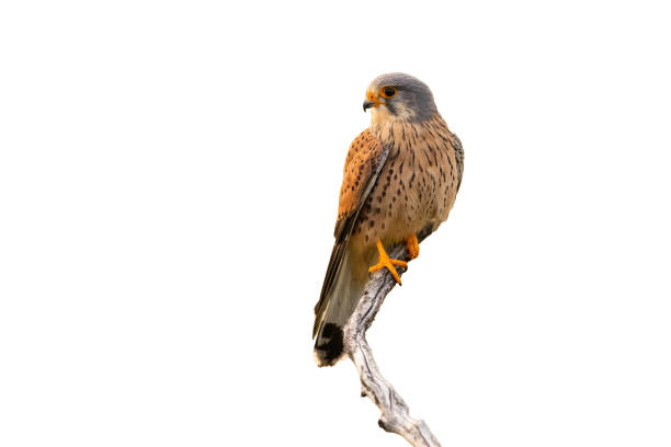 Kestrel Pictures | Download Free Images on Unsplash