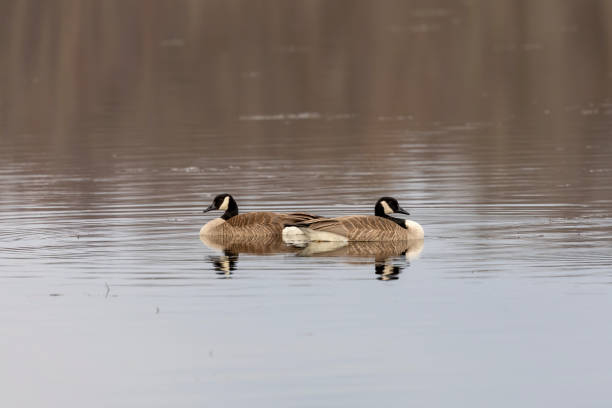 Free picture: nesting, cackling, Canada goose, bird, branta canadensis ...