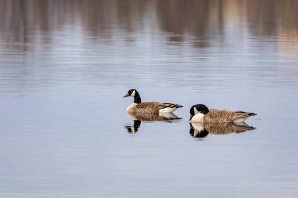 Free picture: nesting, cackling, Canada goose, bird, branta canadensis ...