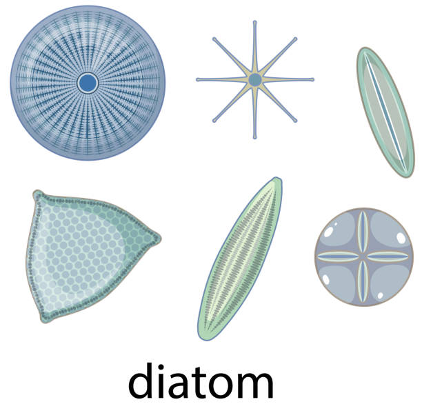 Diatoms Diagram