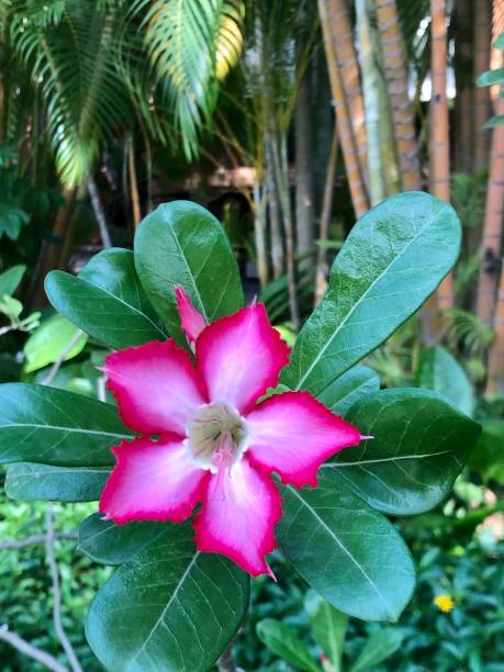 Adenium Obesum Banco De Imagens E Fotos De Stock Istock