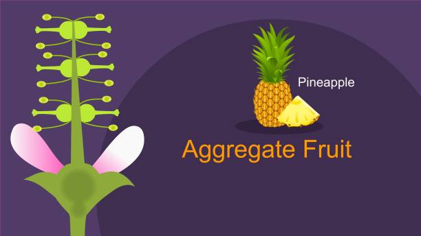380+ Aggregate Stock Illustrations, Royalty-Free Vector Graphics & Clip ... 380+ Aggregate Stock Illustrations, Royalty-Free Vector Graphics & Clip ...
