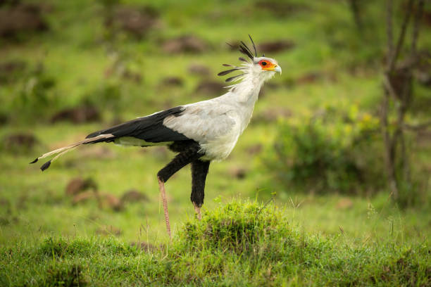 Secretary Bird Pictures | Download Free Images on Unsplash