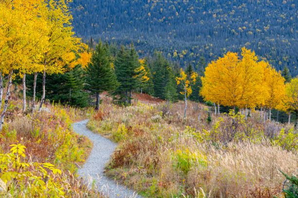 Free picture: Yellow Aster Butte pathway in mountains at autumn season