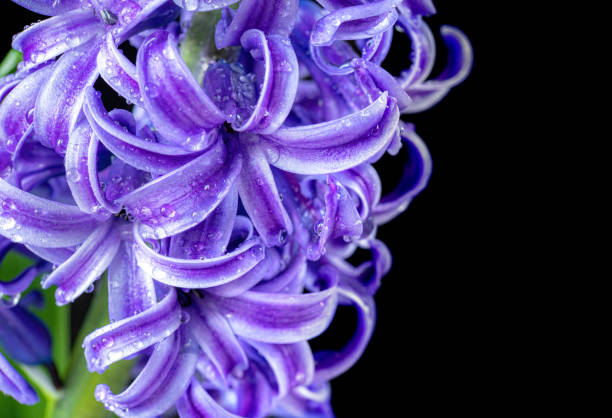 Hyacinth Pictures | Download Free Images on Unsplash