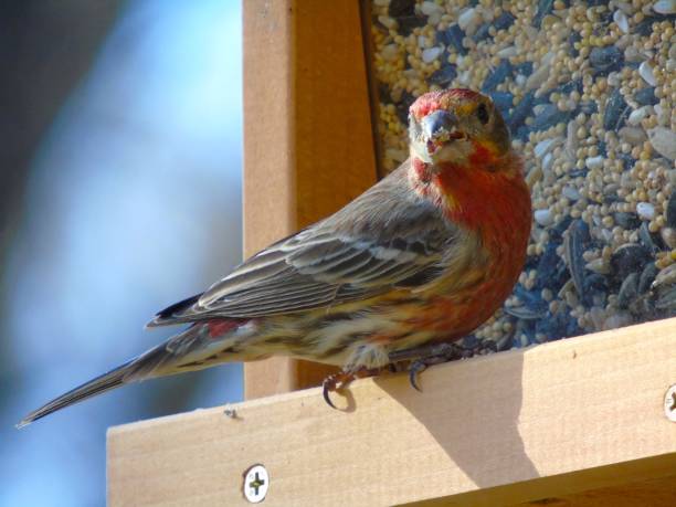 House Finch Pictures | Download Free Images on Unsplash