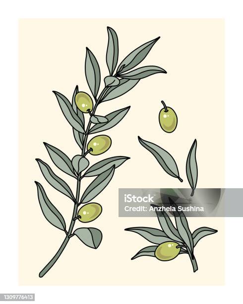 Branchement Dolivier De Dessin Animé Plante Avec Les Feuilles Vertes Et