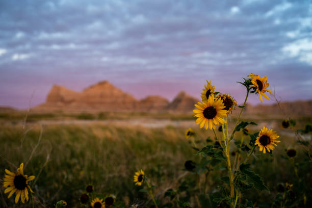 Free Stock Photo of Open sunflower | Download Free Images and Free ...