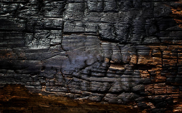 Free picture: Texture of burnt tree bark