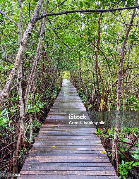 Akar Pohon Mangrove Di Hutan Mangrove Foto Stok Unduh Gambar Sekarang