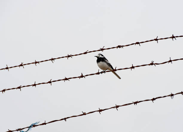 Free Stock Photo of Bird Perched on Barbed Wire Fence | Download Free ...