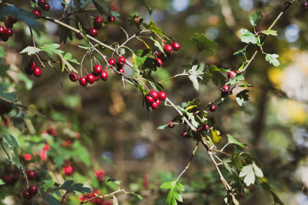 Wildberries Pictures | Download Free Images on Unsplash