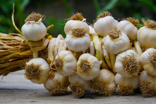 Free picture: root, garlic, organic, hanging, spice, vegetable, fresh ...