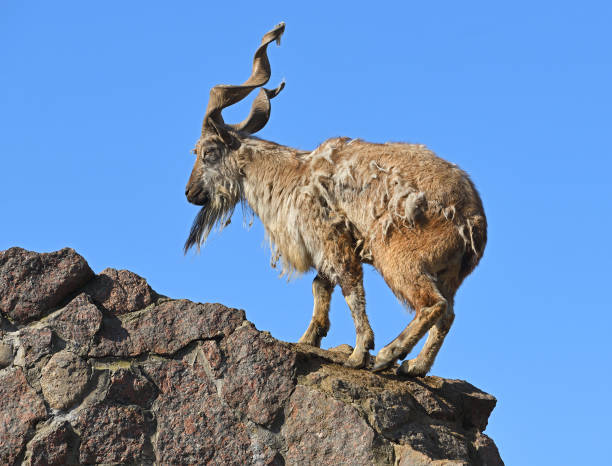 Markhor Pictures | Download Free Images on Unsplash