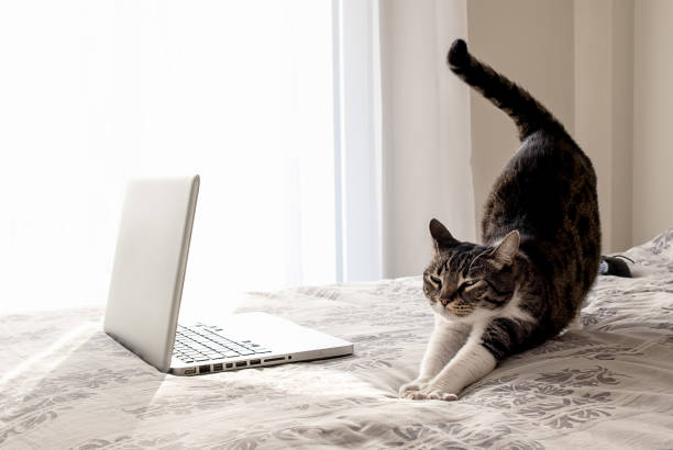Cat Stretching Pictures | Download Free Images on Unsplash